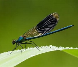 The Buzz Killers: 7 Animals Help Get Rid of Mosquitoes - Mosquito ...