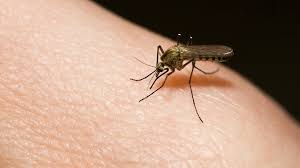 How Long Does Professional Mosquito Control Last? - Mosquito Sheriff of ...