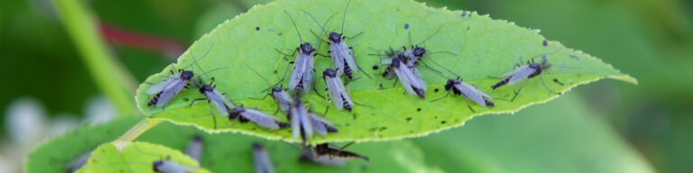 Gnat Control Huntingtown MD | All-Natural Yard Treatment