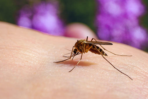 Mosquito-Borne Diseases in the Huntingtown Area - Mosquito Sheriff of ...
