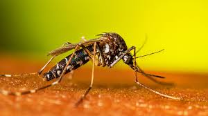 Give the Gift of a Mosquito-Free Yard This Christmas - Mosquito Sheriff ...