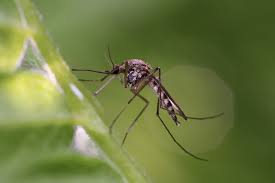 12 Mosquito Myths of the Holidays - Mosquito Sheriff of Middlesex
