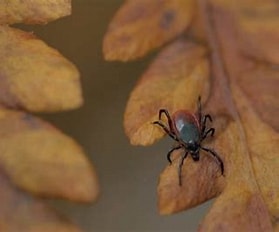 Fall Hiking? Here’s How to Prevent Tick Bites on the Trail - Mosquito ...