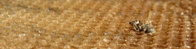 Chiggers: Prevention, Treatment, and Common Myths - Mosquito Sheriff