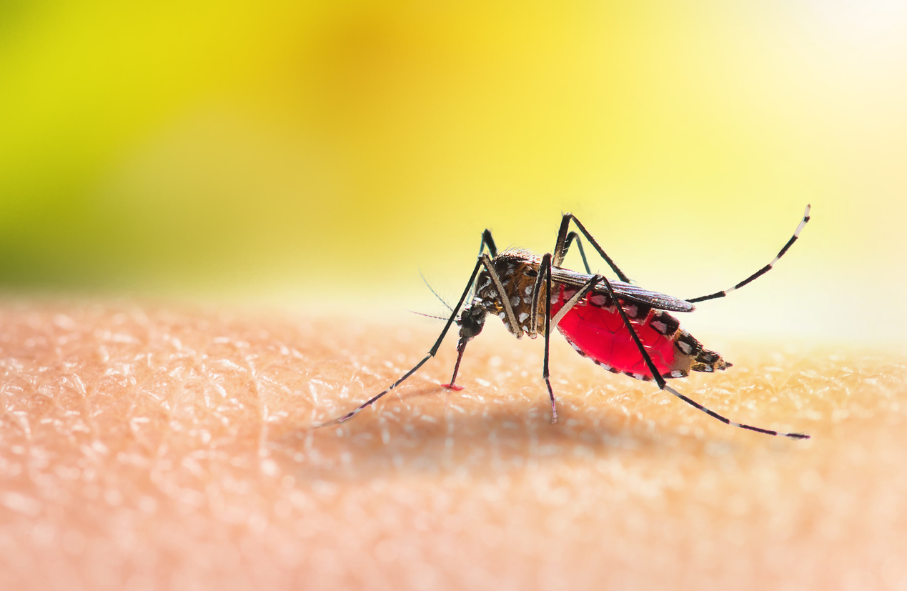 Why Do Mosquitos Bite Some People More Than Others? - Mosquito Sheriff