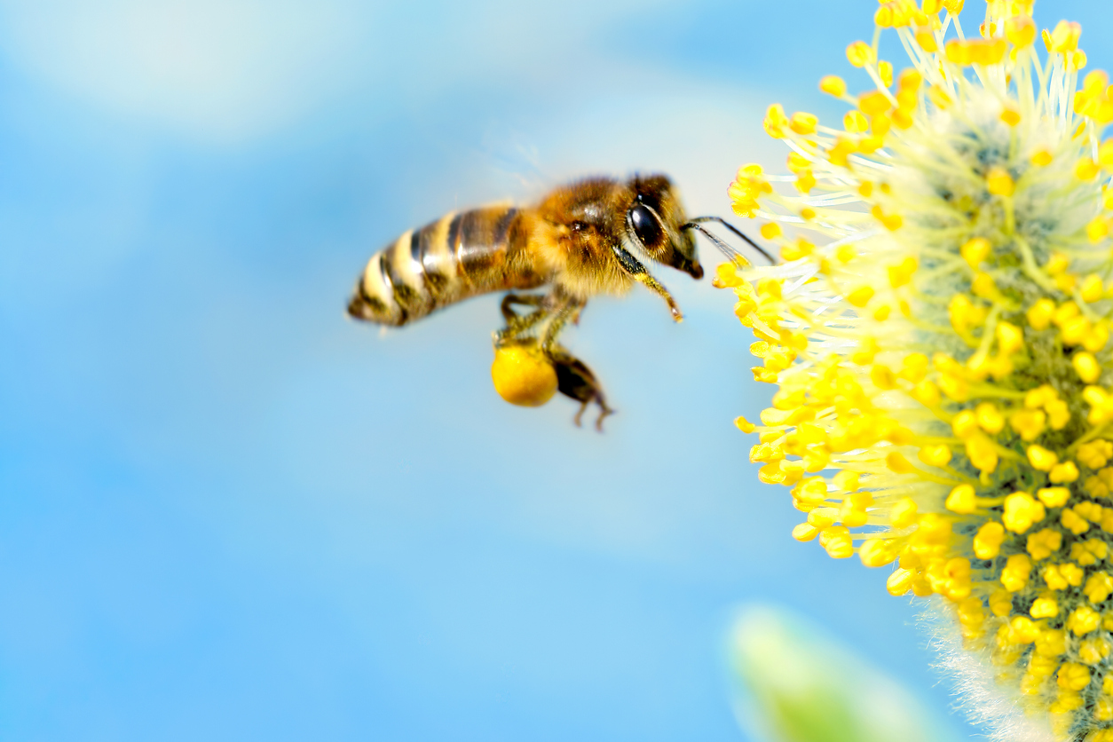 The Crucial Role of Bees in Pollination and Biodiversity - Mosquito Sheriff