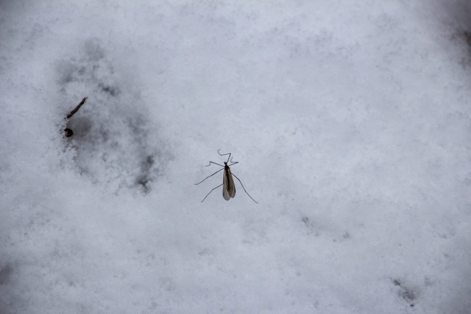 Differences in Insect Winter Survival Strategies - Mosquito Sheriff