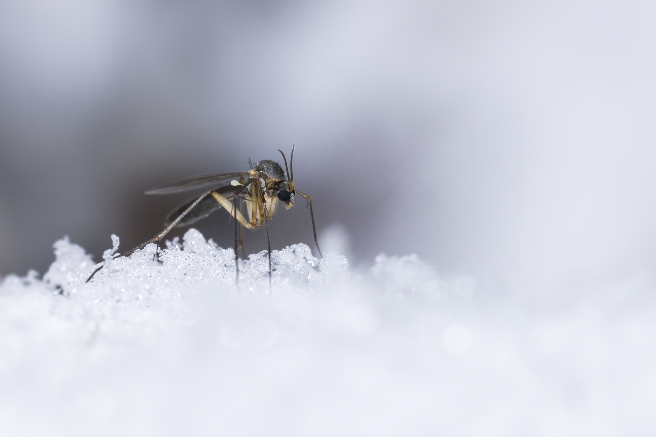 Differences in Insect Winter Survival Strategies - Mosquito Sheriff