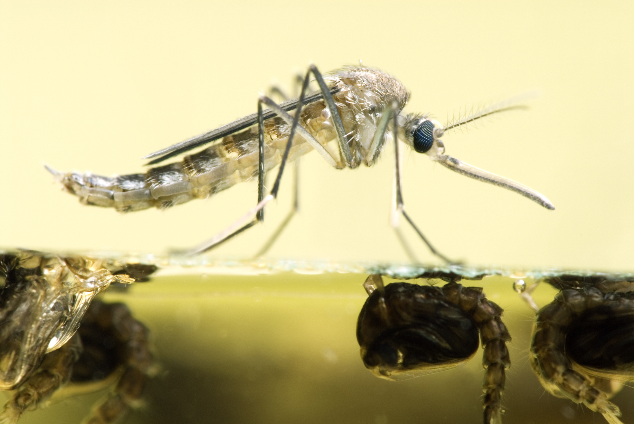 Do Mosquitoes Die in Winter? Understanding Their Lifecycle - Mosquito ...