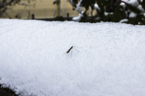How Snow and Cold Weather Impact Mosquito Populations - Mosquito Sheriff
