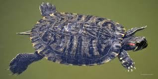 Do Turtles Eat Mosquito Larvae? Exploring Nature’s Pest Control ...